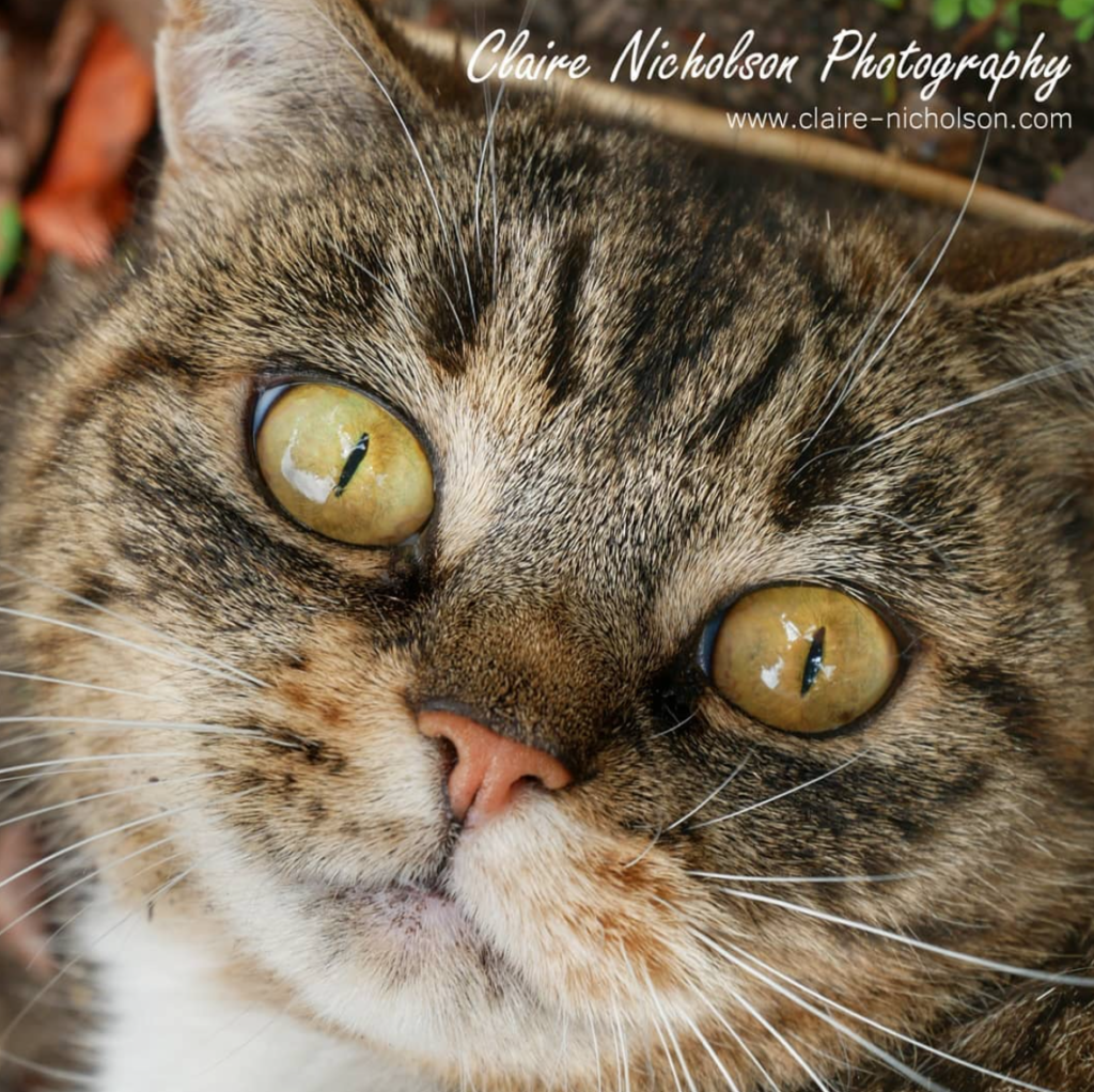 Cute Cat Photography | Pets